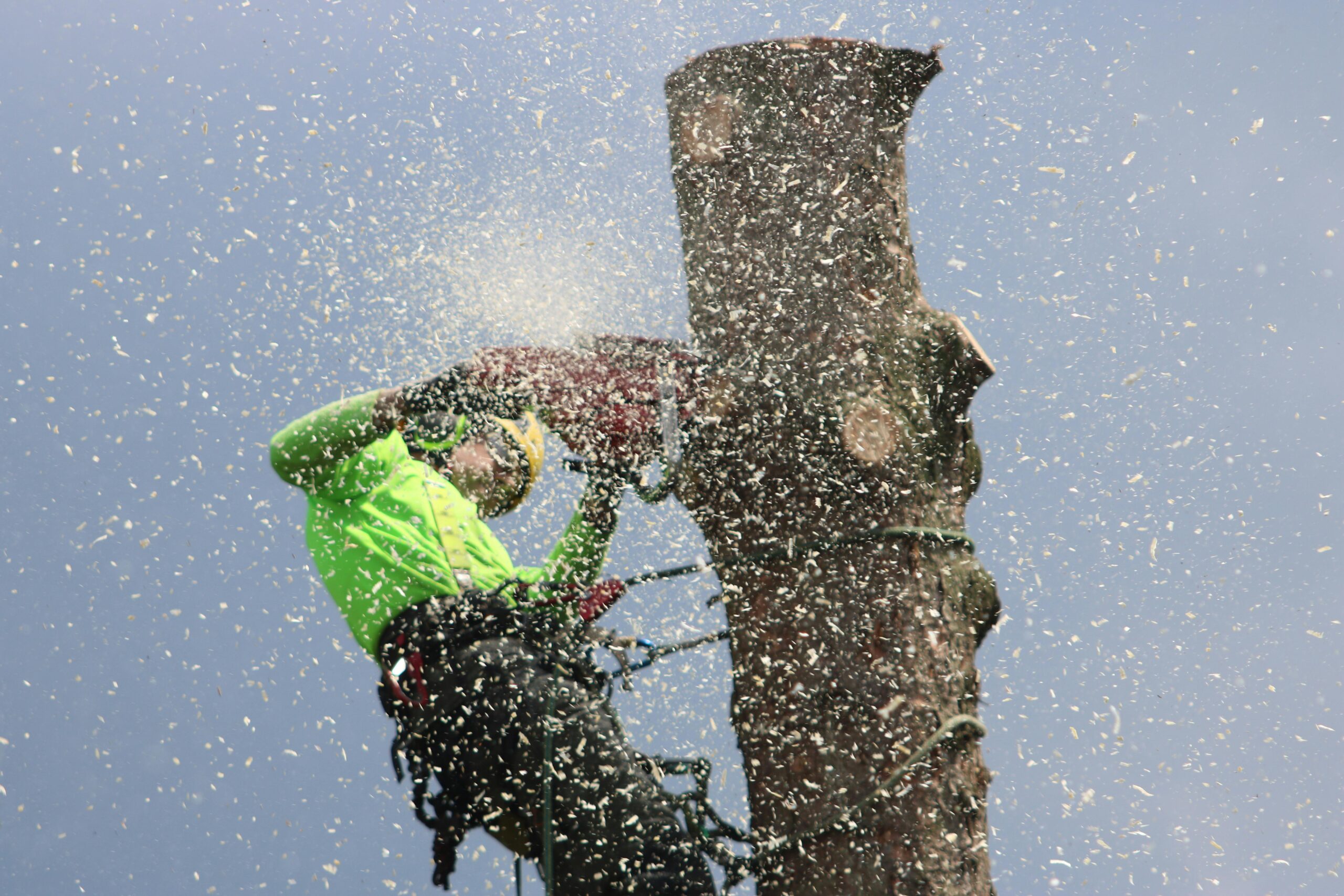 A Phoenix Homeowner’s Guide to Professional Tree Care